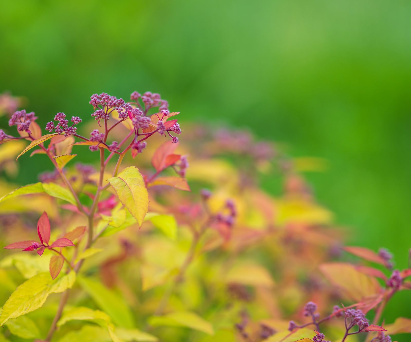 7 New & Improved Cultivars Of Old-Fashioned Plants | Gardening Know How