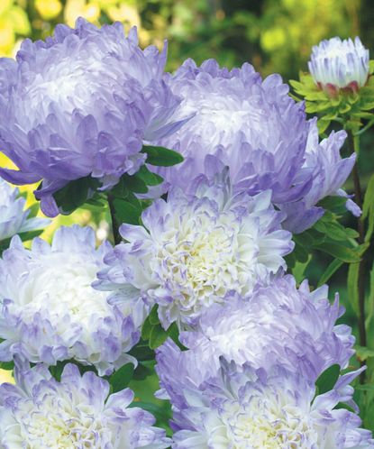 Types of asters: 15 beautiful varieties to try | Gardeningetc