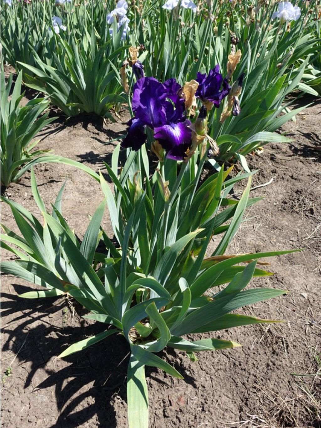 Treating Iris Rust – How To Manage Rust On Iris Leaves | Gardening Know How