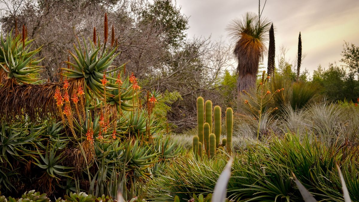Landscaping with succulents and cacti: 8 stylish methods | Homes and Gardens