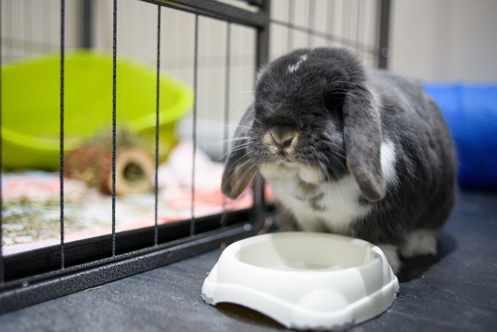 Best indoor rabbit hutches for a safe & happy bunny | PetsRadar
