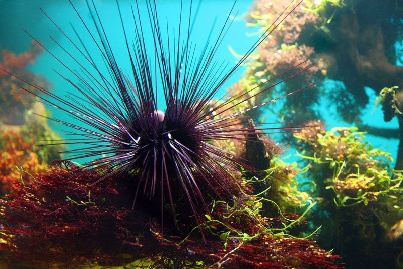 In photos: Spooky deep-sea creatures: Page 2 | Live Science