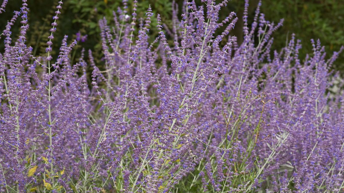 How to grow Russian sage - expert tips for thriving plants | Homes and ...