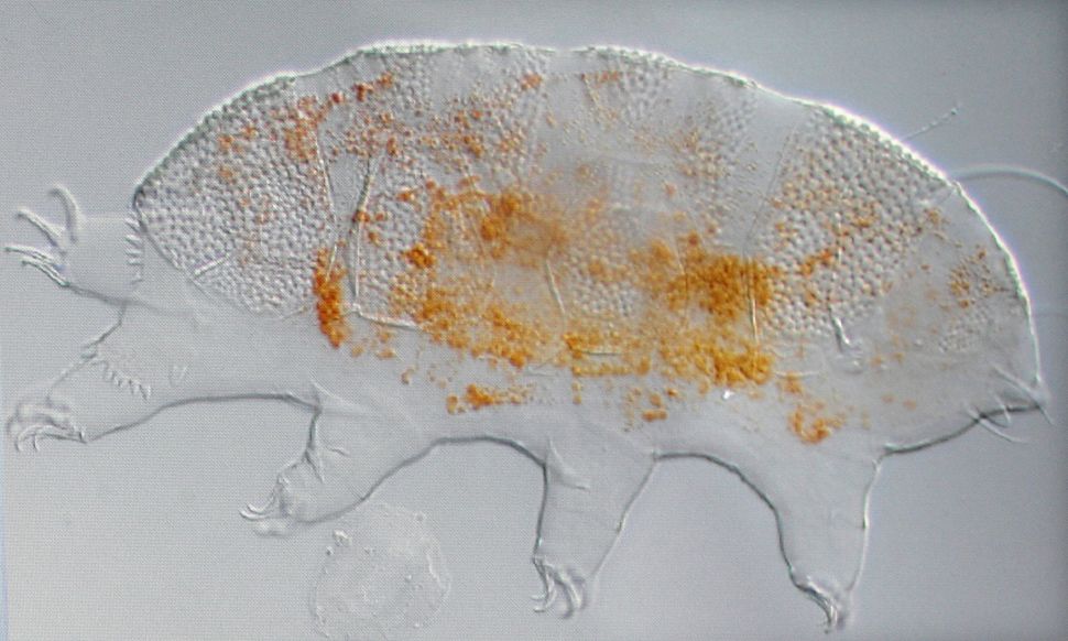 8 Reasons Why We Love Tardigrades | Live Science