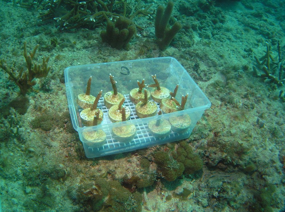 Gallery Peek Inside A Coral Nursery Live Science