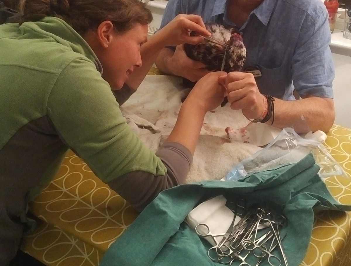 The amazing tale of the plucky duck who survived a fox attack | Country ...