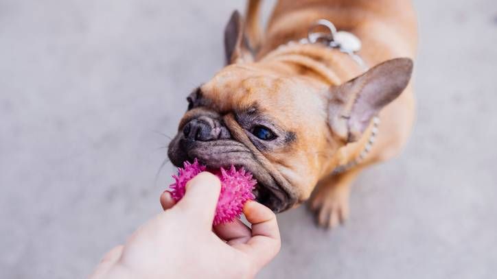 Puppy teething timeline: A vet's guide to what to expect and how to ...