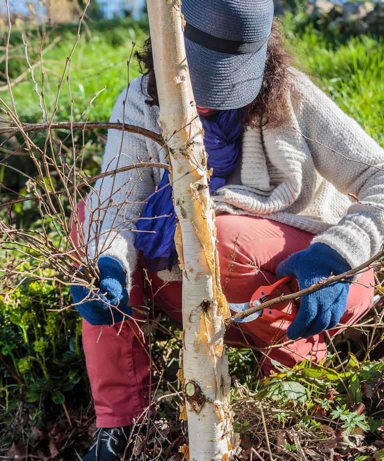 Birch trees care and growing guide: expert gardening tips | Gardeningetc