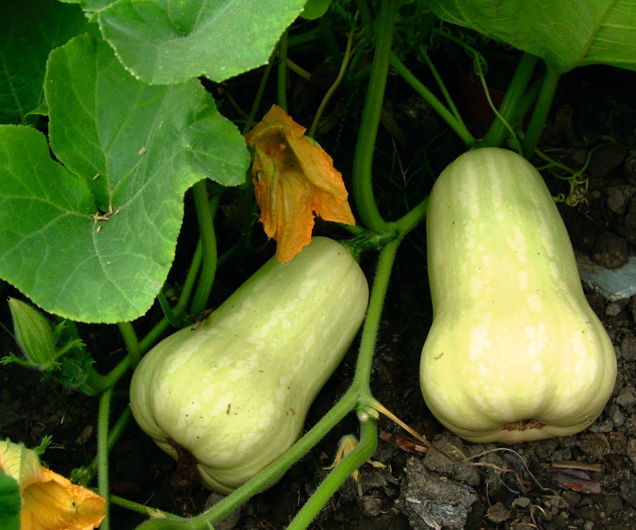 How to grow squash - expert tips for success with the crop | Homes and ...