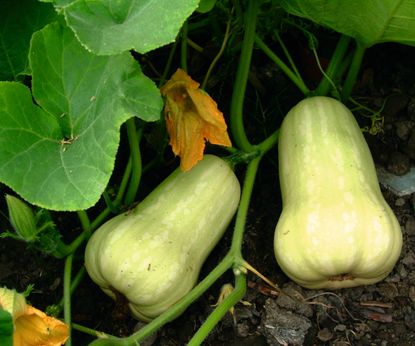 How to grow butternut squash - expert tips for great crops | Homes and ...