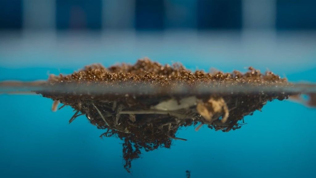 Watch 5,000 fire ants create raft with their bodies to save colony and ...