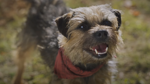 Strays Review: A Live-Action Dog Comedy That’s More Impressive Than ...