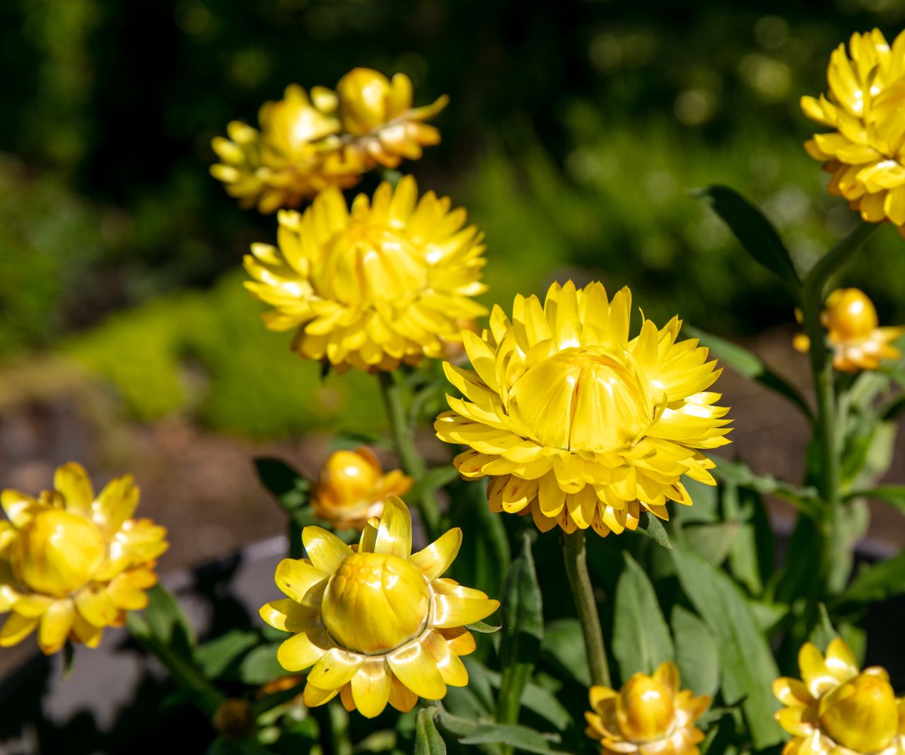 How to dry strawflowers - my tried and tested methods | Homes and Gardens