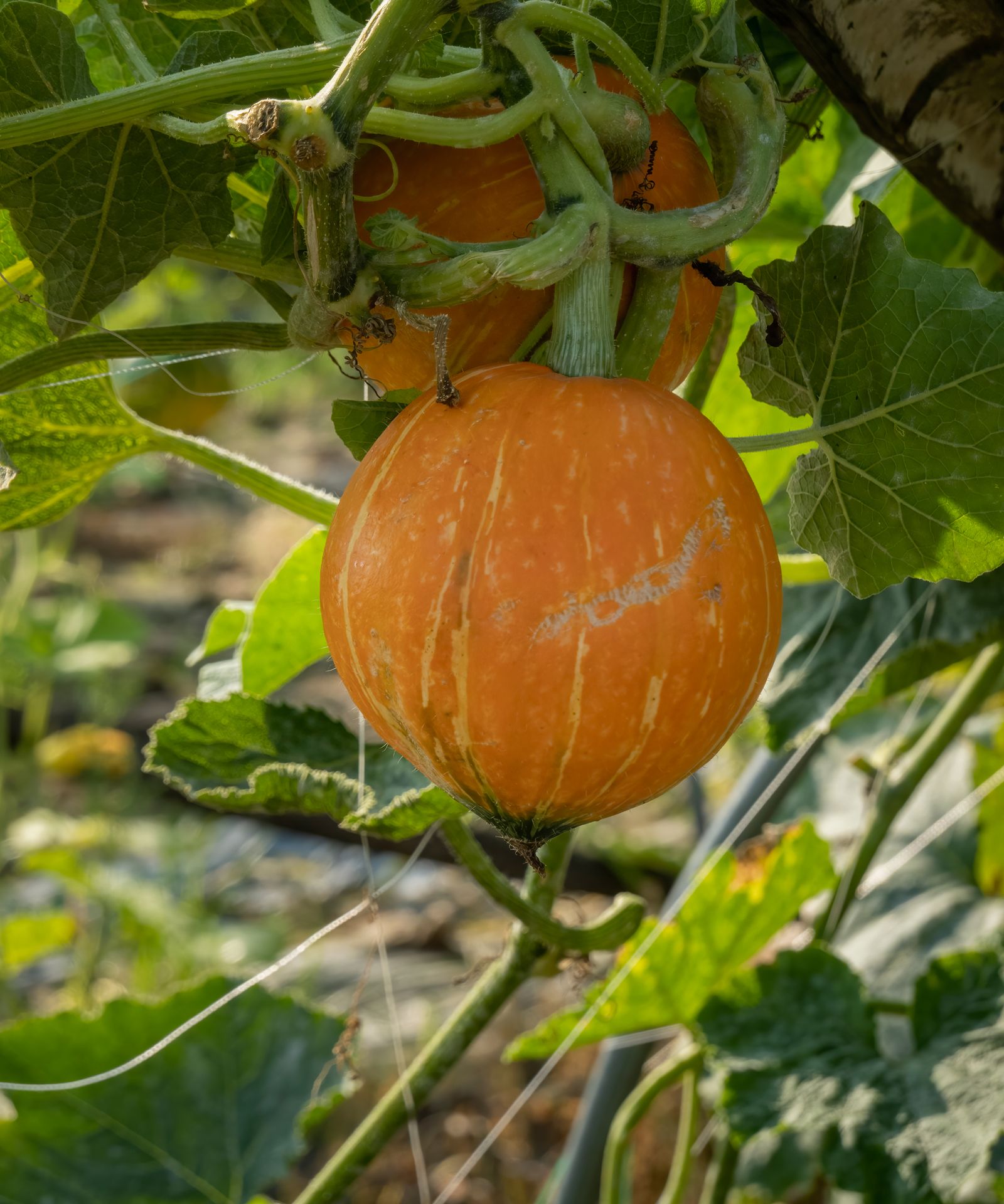 Growing pumpkins vertically – the space-saving way to grow your ...