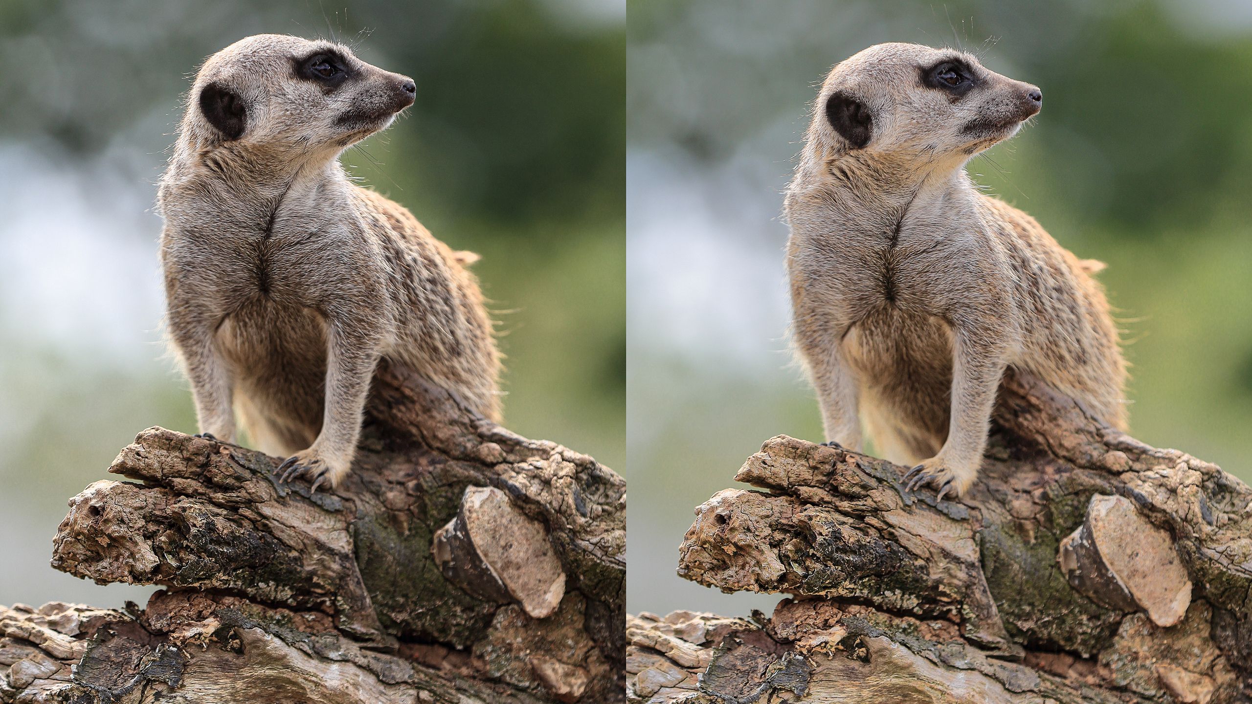 Canon School: how to use Canon's Auto Lighting Optimizer camera setting ...