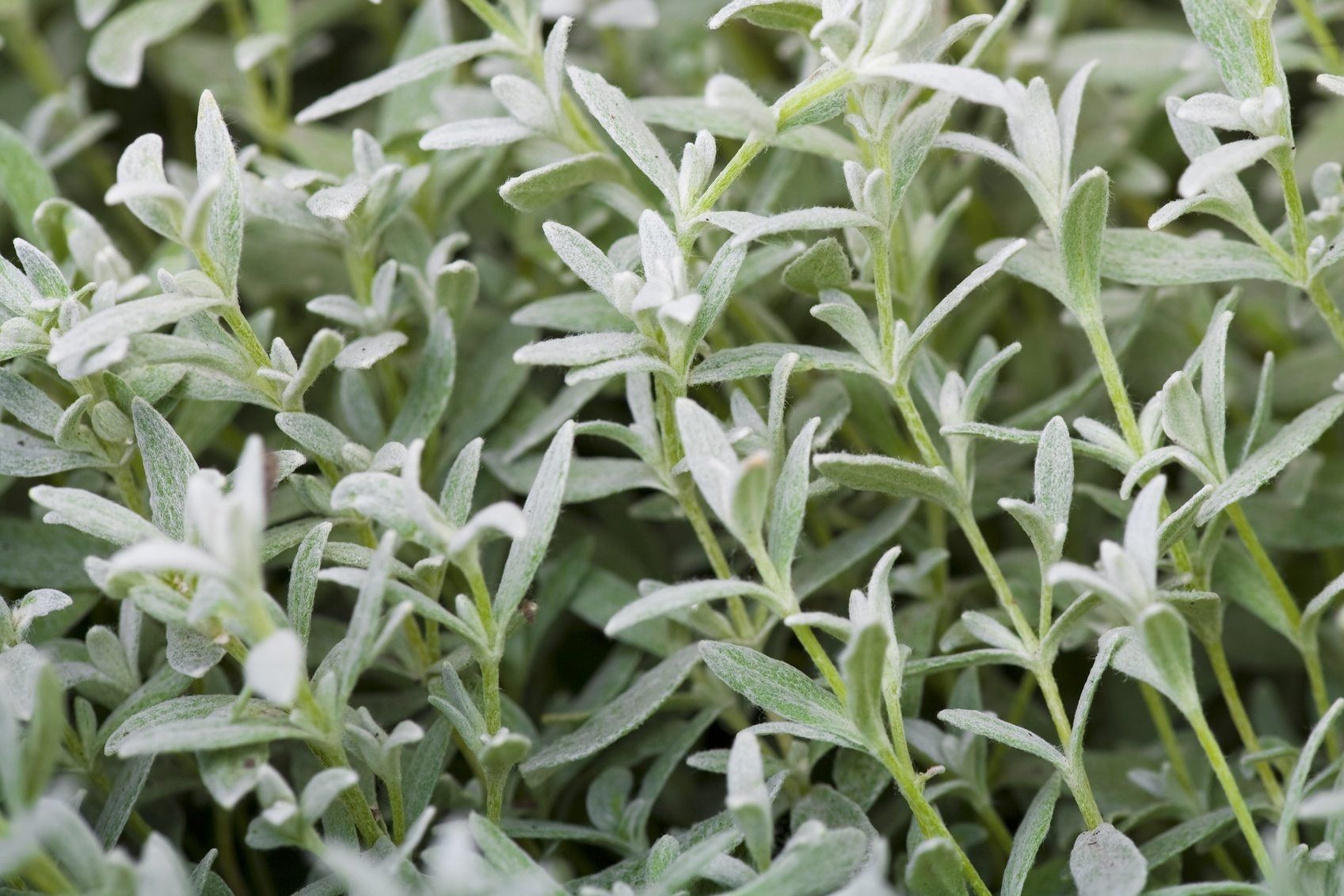 Why Snow In Summer Plant Isn't Blooming: How To Care For A Non ...