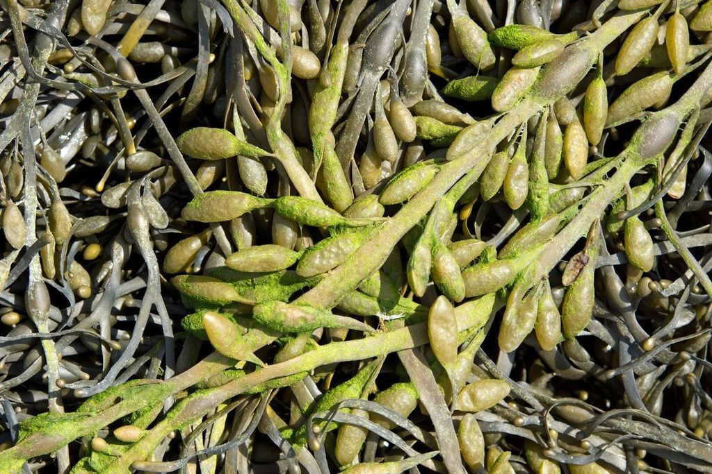 How To Make Seaweed Fertilizer - Using Seaweed As Fertilizer For Plants ...