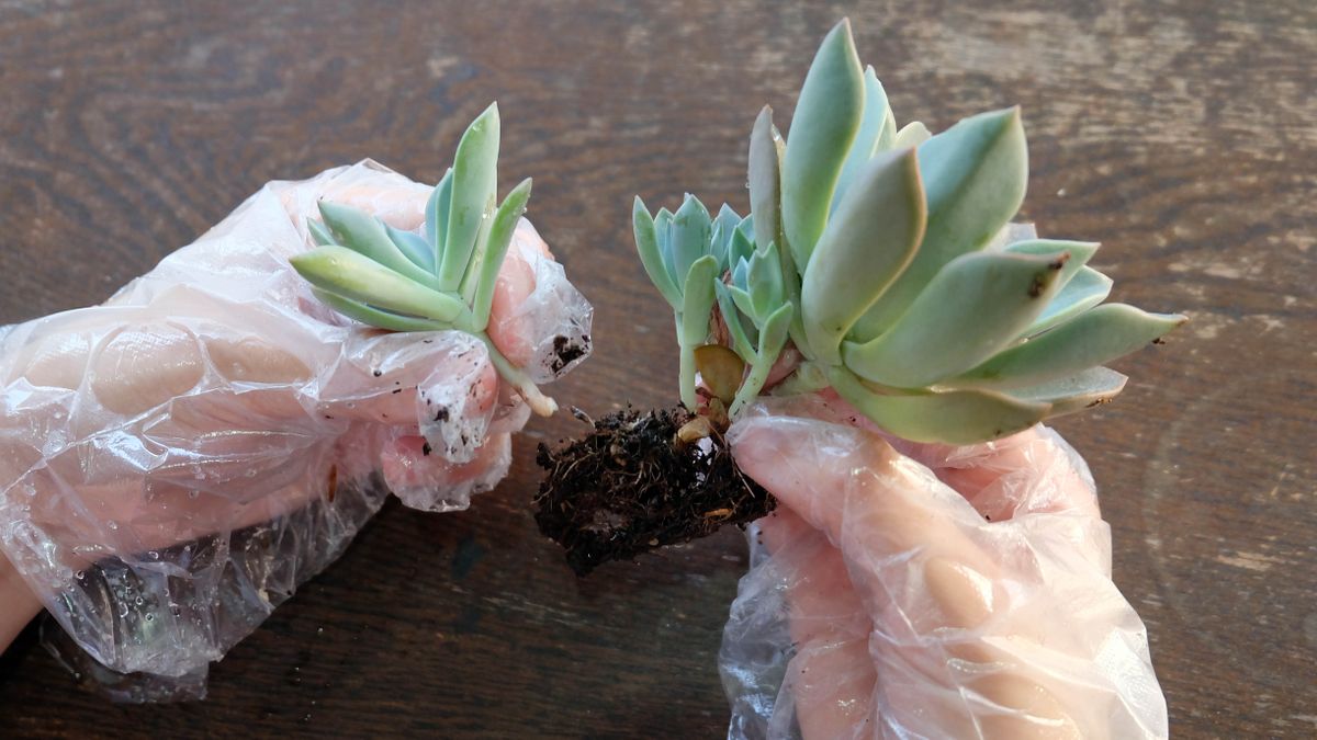 How to repot succulents in 7 simple steps | Tom's Guide