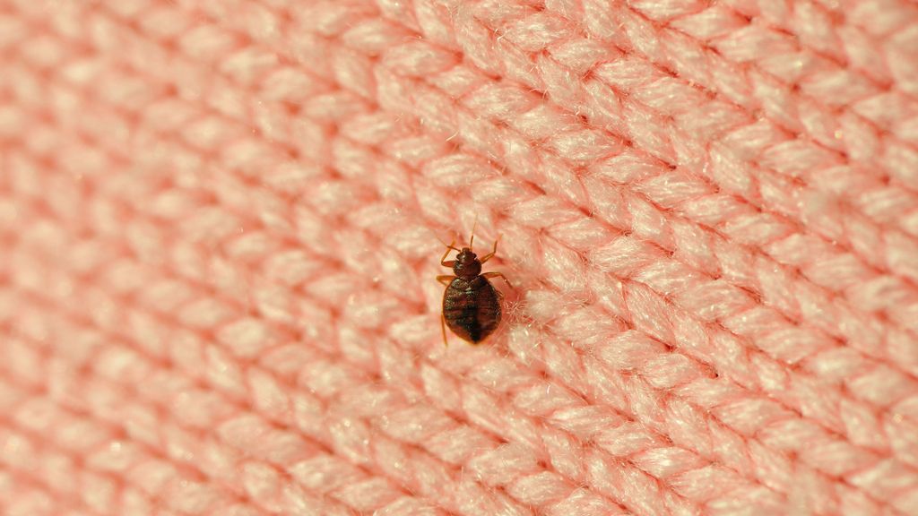 How to identify bugs in your home — 15 most common | Real Homes
