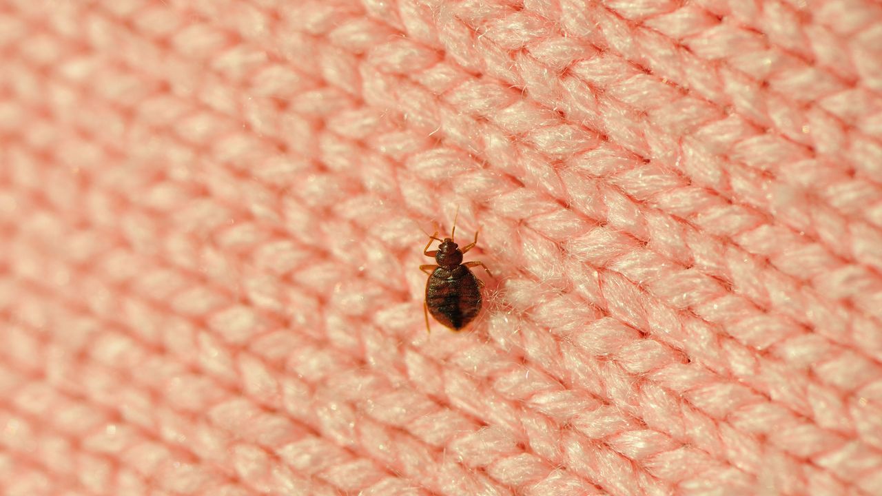 How to identify bugs in your home — 15 most common | Real Homes