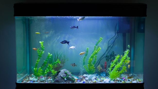 32 tips for taking care of fish | PetsRadar
