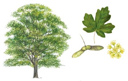 A simple guide to identifying British trees | Country Life