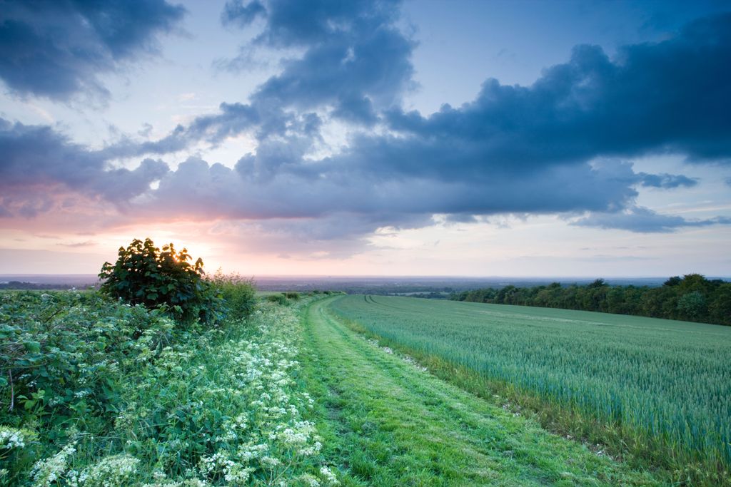 Isabella Tree on how rewilding took the Knepp Estate from a ruin in the ...
