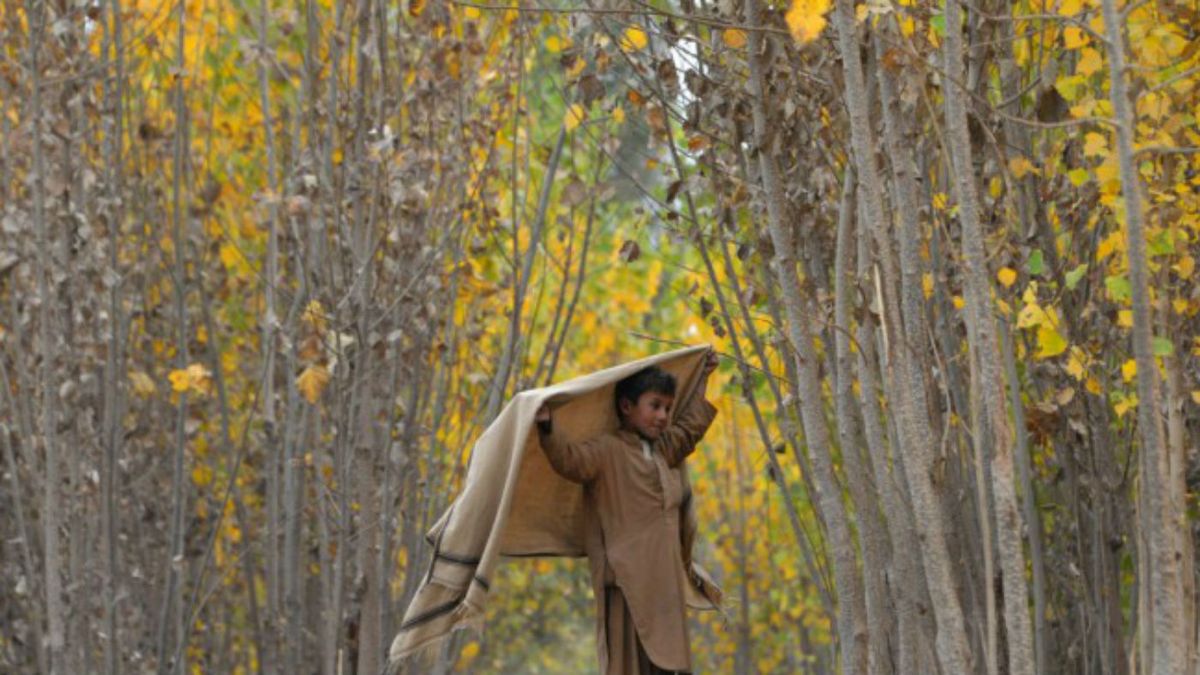Taliban urges Afghans to plant trees for the 'worldly good' | The Week