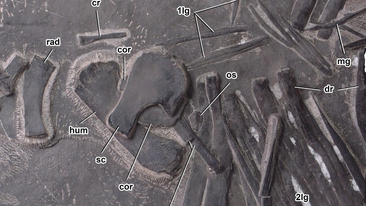 Ancient human-size sea lizard rewrites history of early armored marine ...