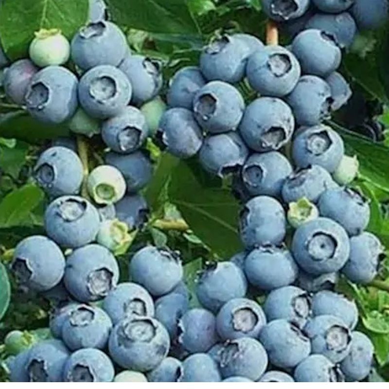 5 types of bees and what to plant to attract them | Homes and Gardens