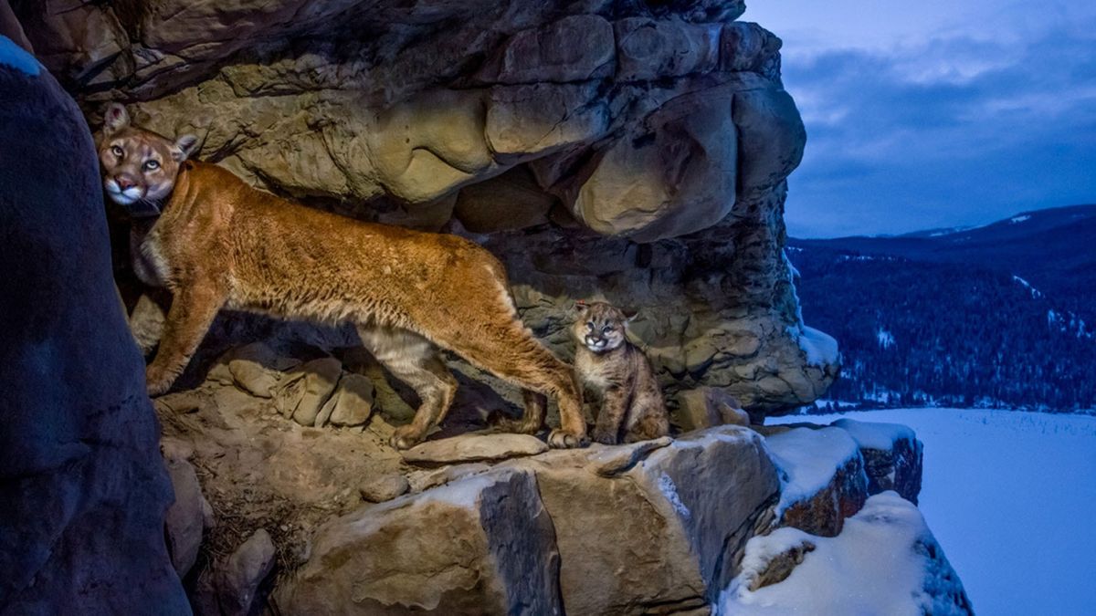 Incredible wildlife photography exhibition showcases the beauty of big ...