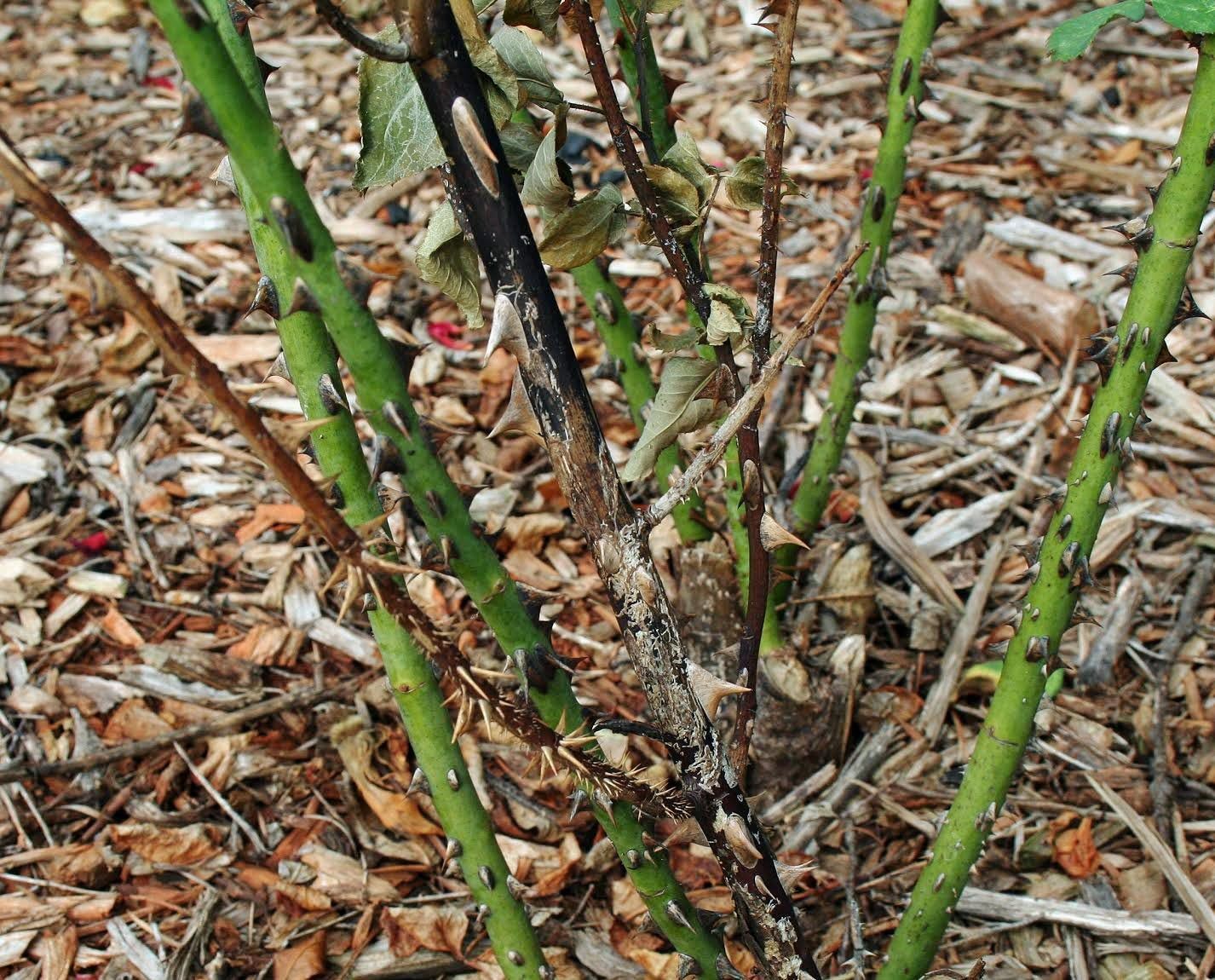 Bacterial Cane Blight Control - Managing Plants Affected By Cane Blight ...