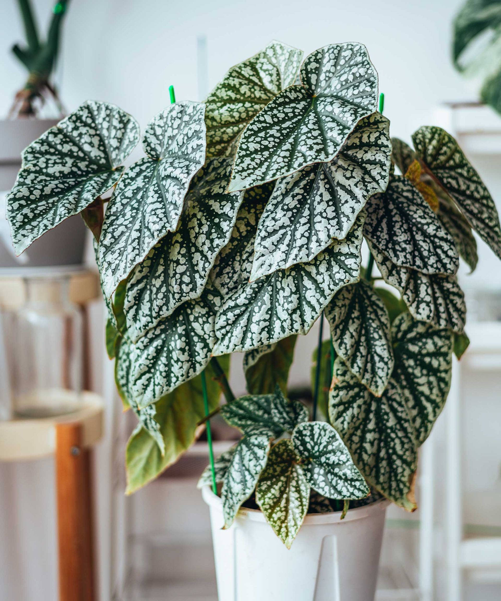 How to propagate begonias: expert tips | Homes and Gardens