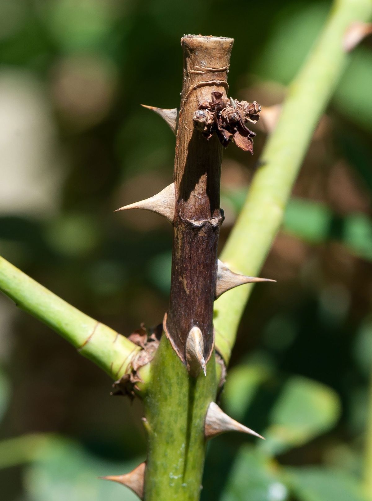 Information About Rose Brown Canker | Gardening Know How