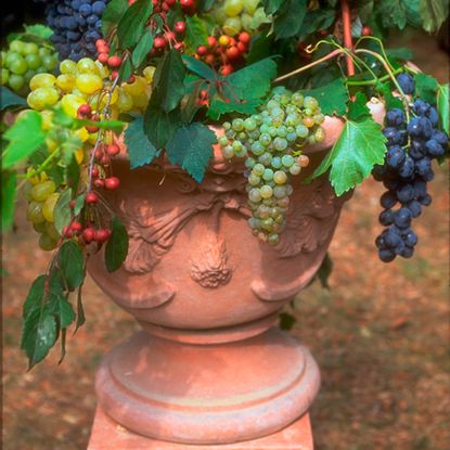 Celia Rufey's garden ideas and advice | Ideal Home