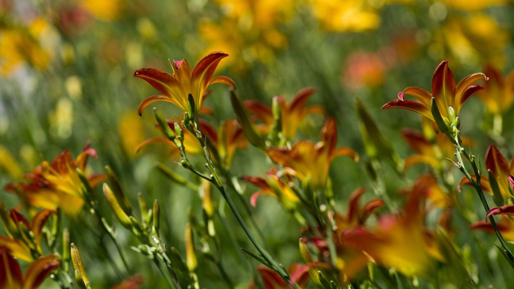 7 flood-tolerant plants to protect your yard from heavy rain | Tom's Guide