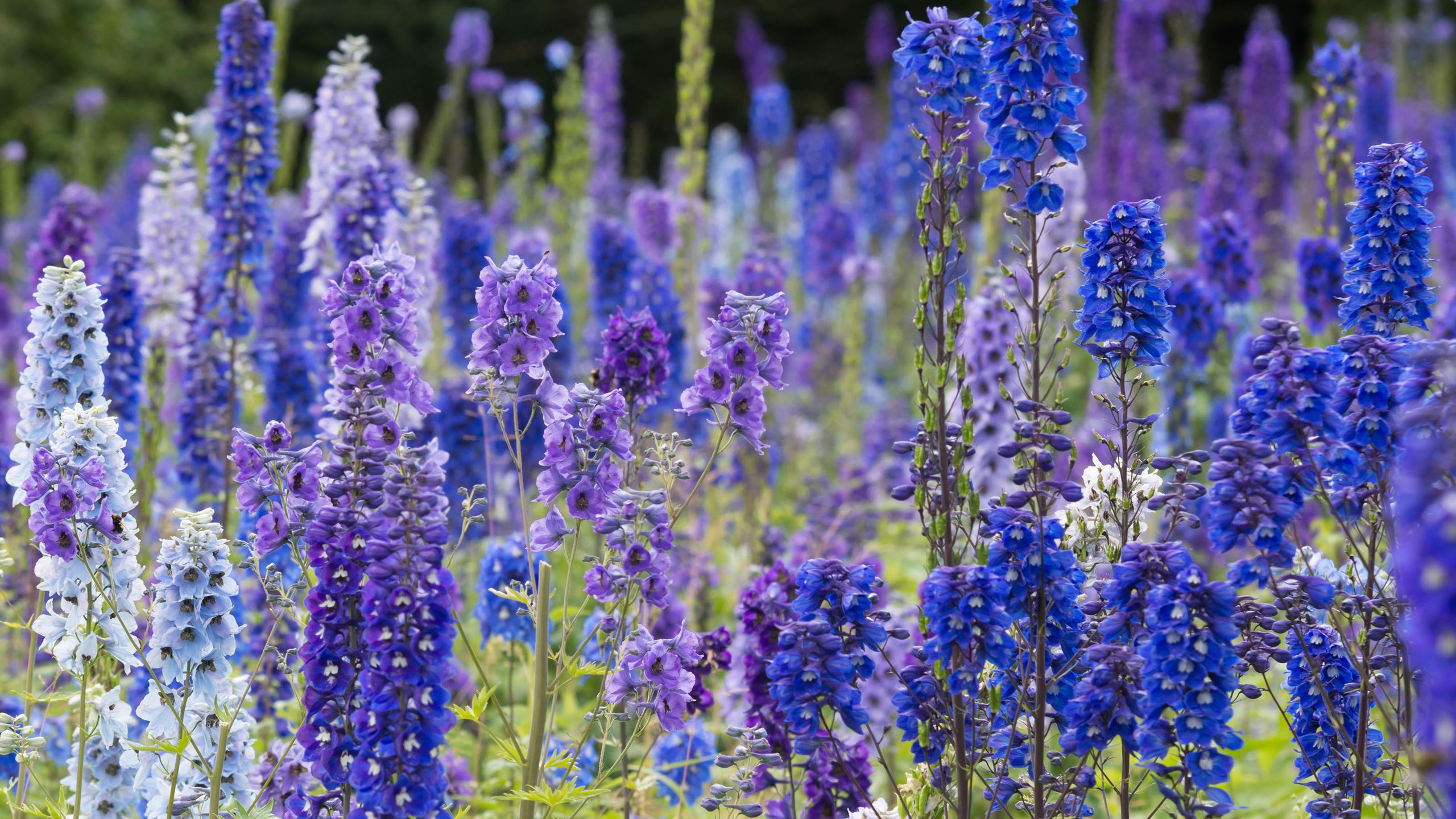 What to plant in July: 12 beautiful flowers to sow and grow | Gardeningetc