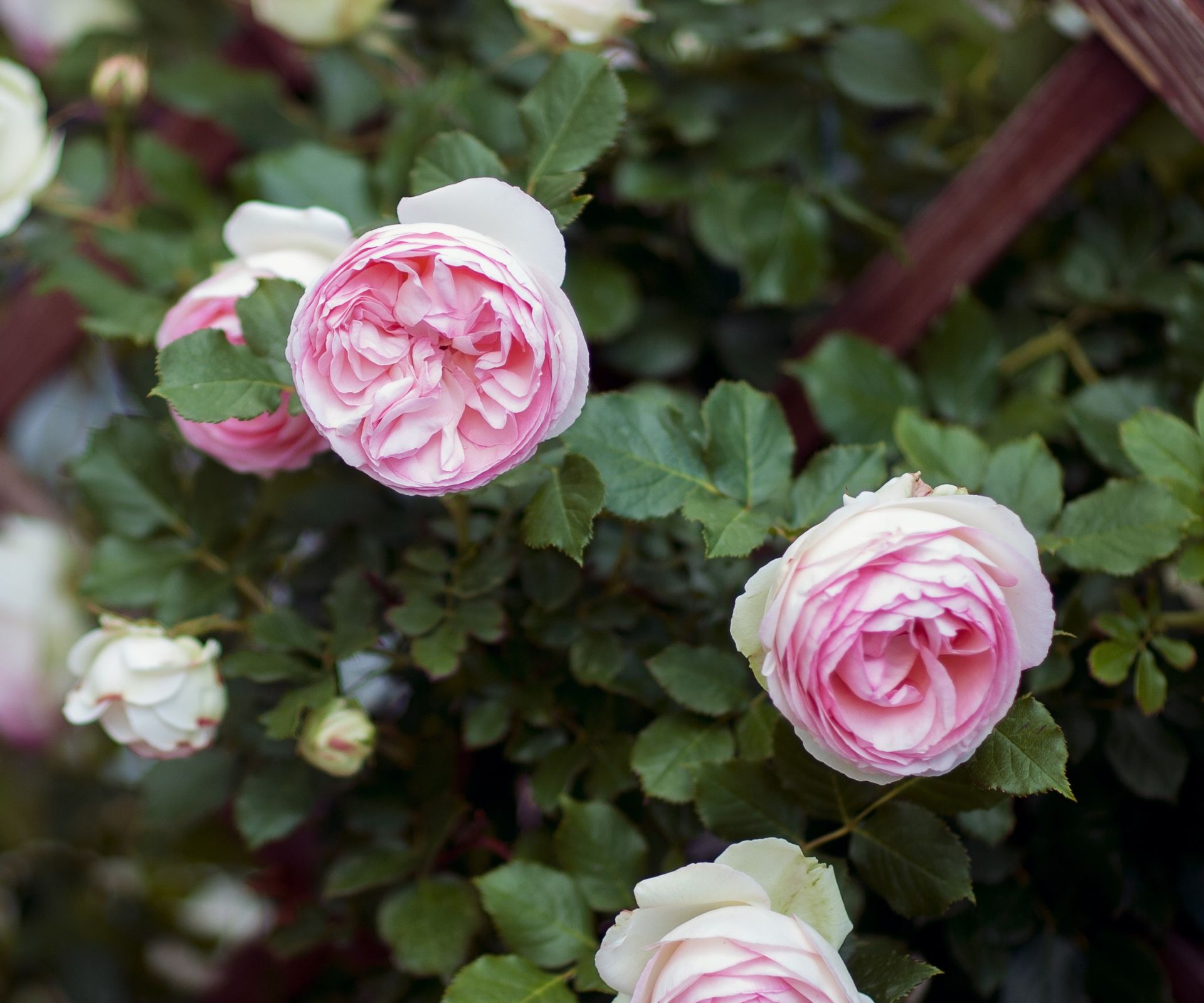 How to plant bare-root roses: an expert guide | Homes and Gardens