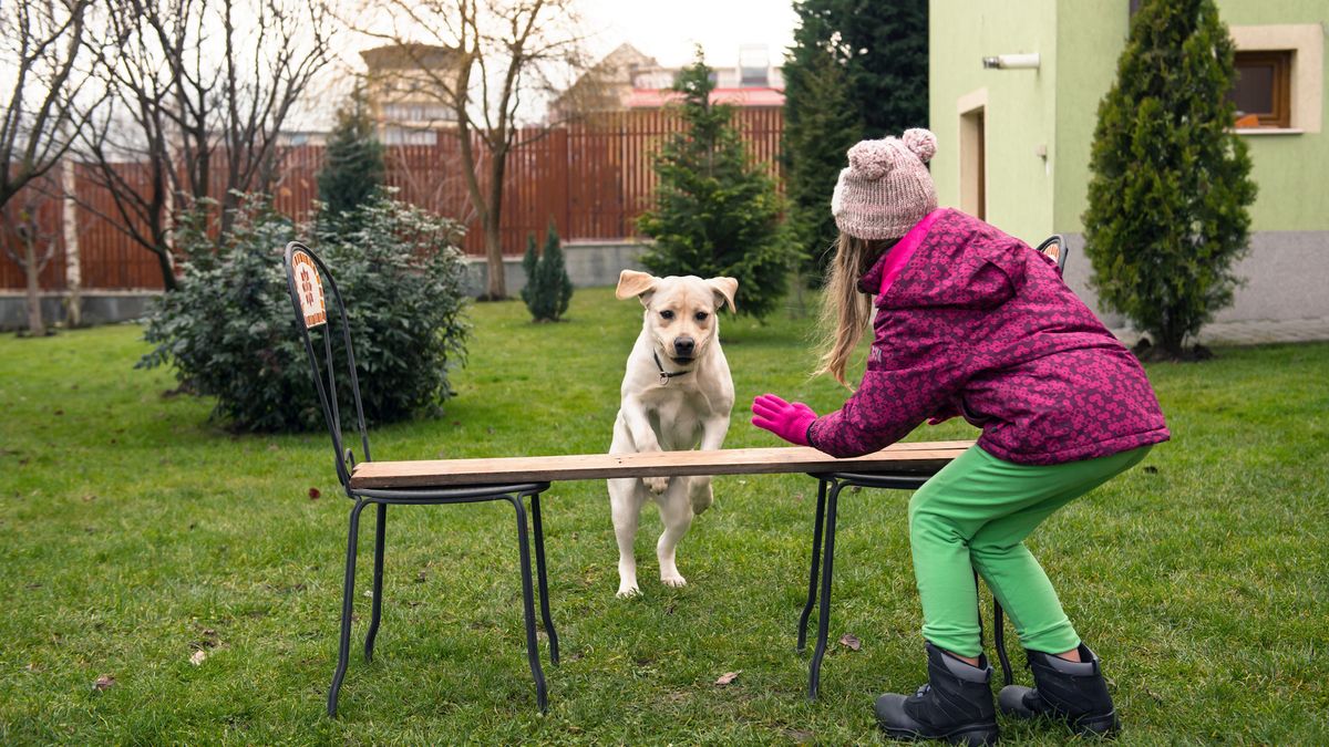 Fun outdoor activities with pets to try whatever the weather | PetsRadar