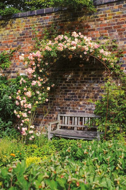 Best climbing roses: find the perfect rose for your plot, plus top tips ...