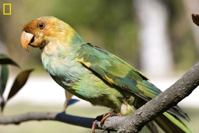 6 extinct animals that could be brought back to life | Live Science