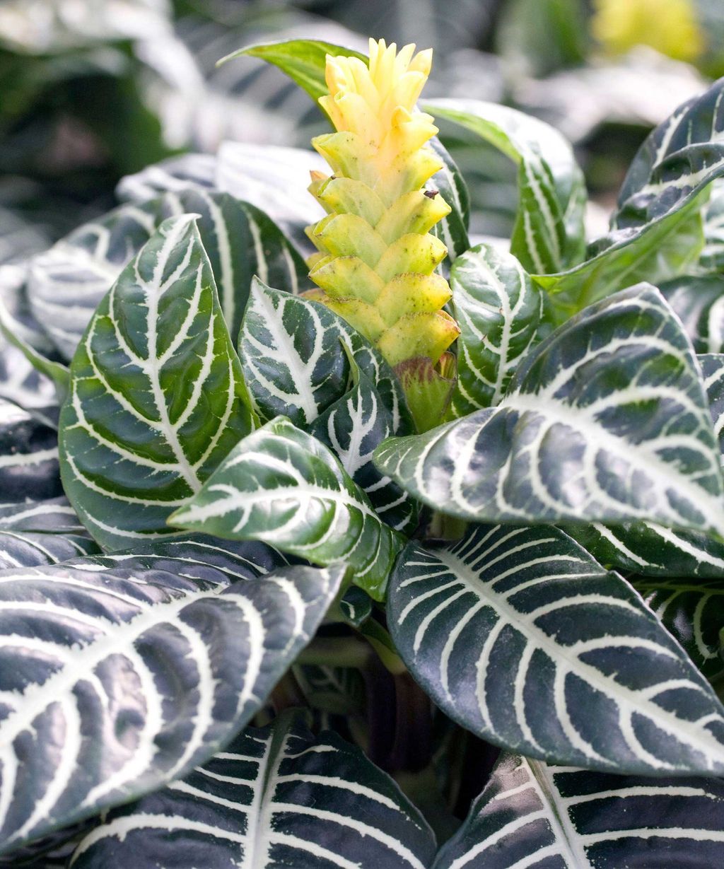 How to care for a zebra plant: pro tips for indoors | Homes and Gardens