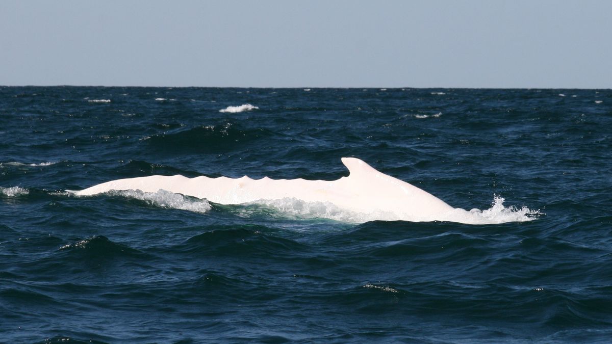 Baby Moby Dick? Rare white humpback whale calf filmed off Australia ...