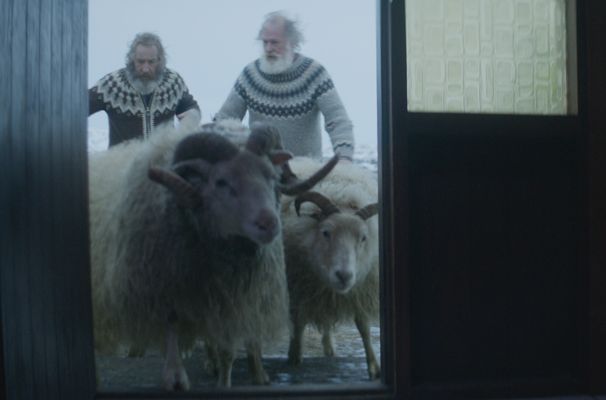 Rams | Film review - Tragicomic Icelandic drama about a brotherly feud ...