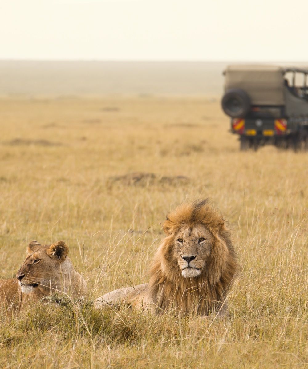 Virtual bucket-list tours to enjoy from home from African safari to ...