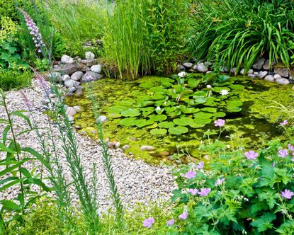 Wildlife ponds: a complete guide on how to build this nature-friendly ...