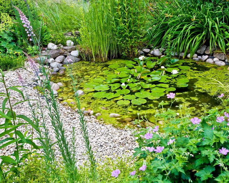Wildlife ponds: a complete guide on how to build this nature-friendly ...