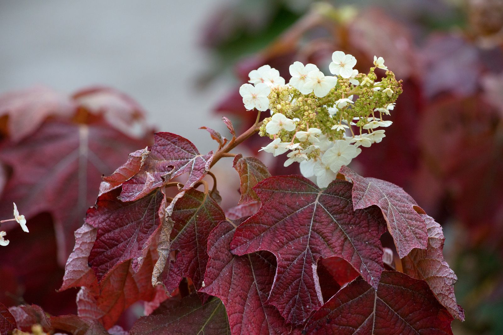 Autumn plants: the best plants to add seasonal colour | Real Homes