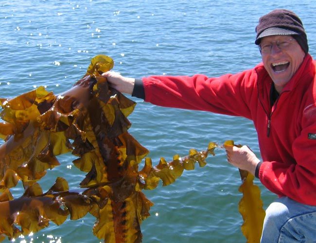 Kelp Waits to Take Its Place in America's Stomachs | Live Science