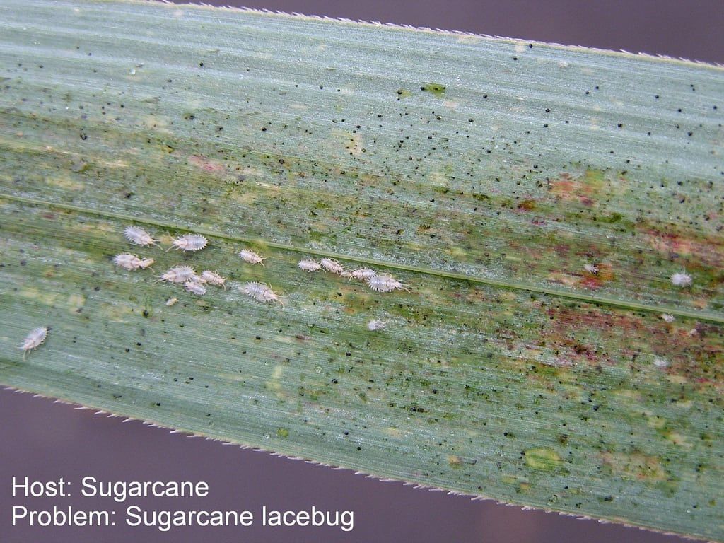 Common Pests Of Sugarcane: Learn About Bugs That Eat Sugarcane Plants ...